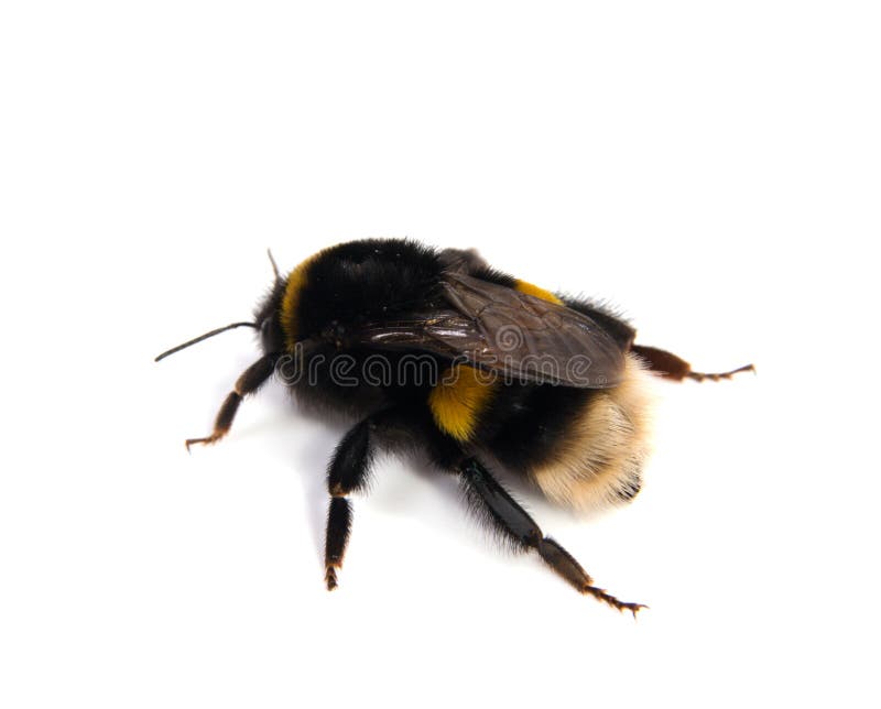 Crawling Bumblebee on the White Stock Photo - Image of closeup ...