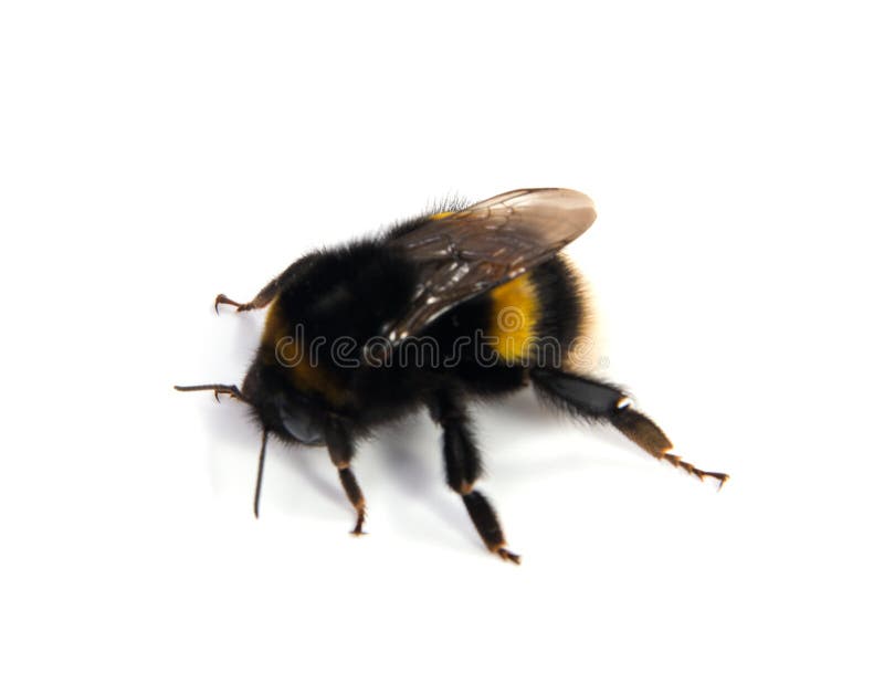 Crawling Bumblebee on the White Stock Image - Image of macro, humblebee ...