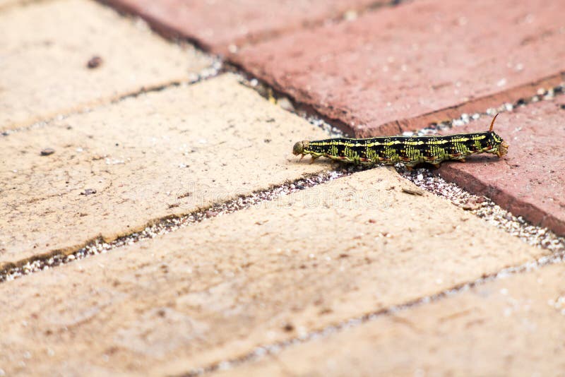 Crawling Catepillar stock image. Image of travel, yellow - 70061793