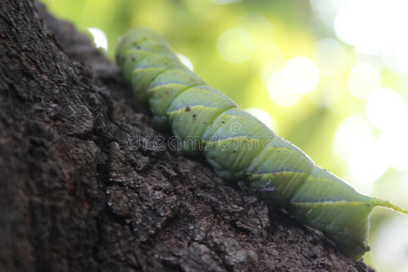 Crawling caterpillar stock photo. Image of insect, beatiful - 287351794
