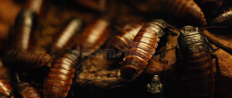 Crawling cockroaches stock image. Image of cockraoches - 92143665
