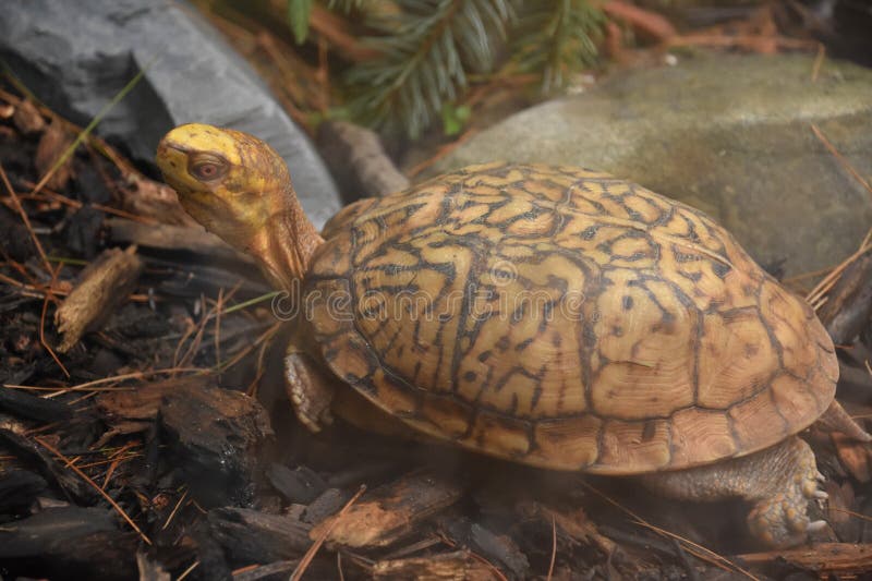 Crawling Eastern Box Turtle with a Golden Head Stock Photo - Image of ...