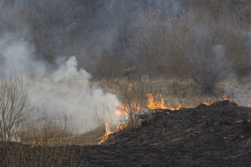 Crawling Fire of Burning Grass Stock Image - Image of smoke ...