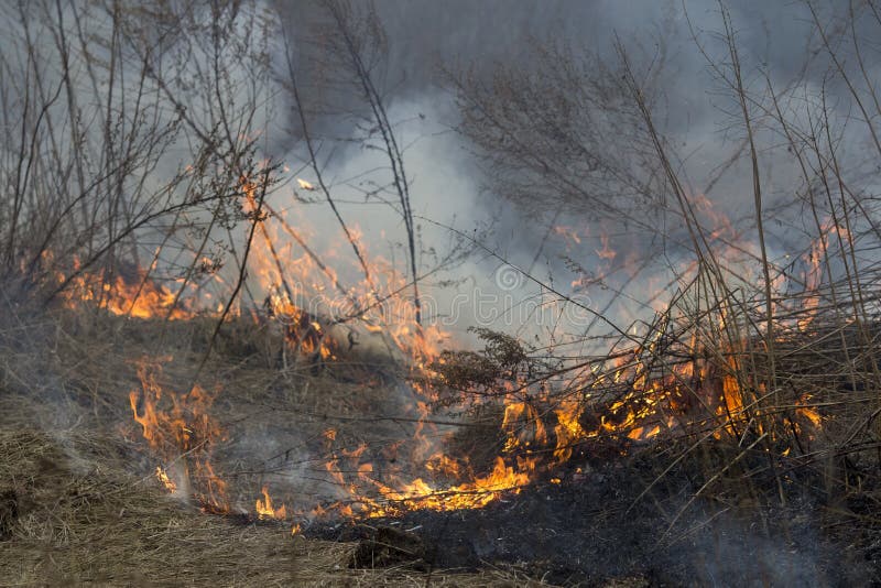 Crawling Fire of Burning Grass Stock Photo - Image of fire, environment ...