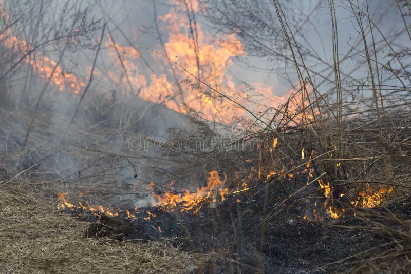 Crawling Fire of Burning Grass Stock Photo - Image of flame, disaster ...