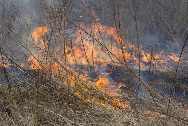 Crawling Fire of Burning Grass Stock Image - Image of smoke, disaster ...