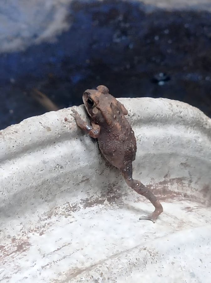 Crawling frog stock image. Image of iron, crawls, mammal - 291257929