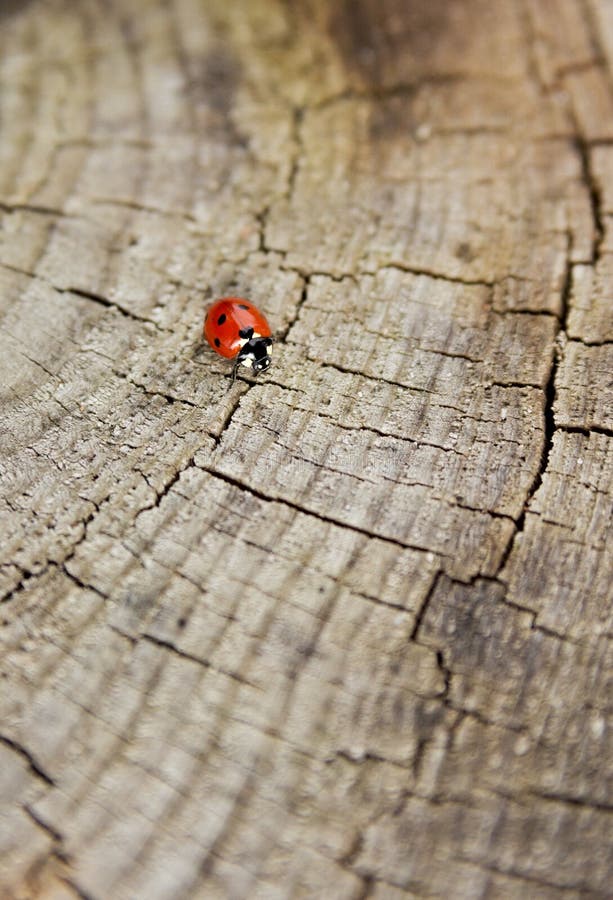 Crawling ladybird stock image. Image of tree, ladybug - 31468217