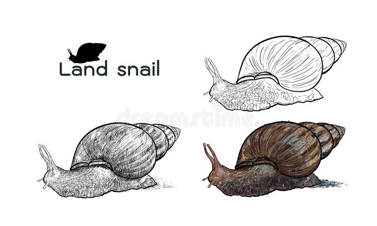 Land Snails Stock Illustrations – 416 Land Snails Stock Illustrations ...