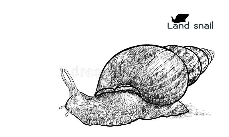 Snails Vector Hand Drawn Realistic Set Stock Vector - Illustration of ...