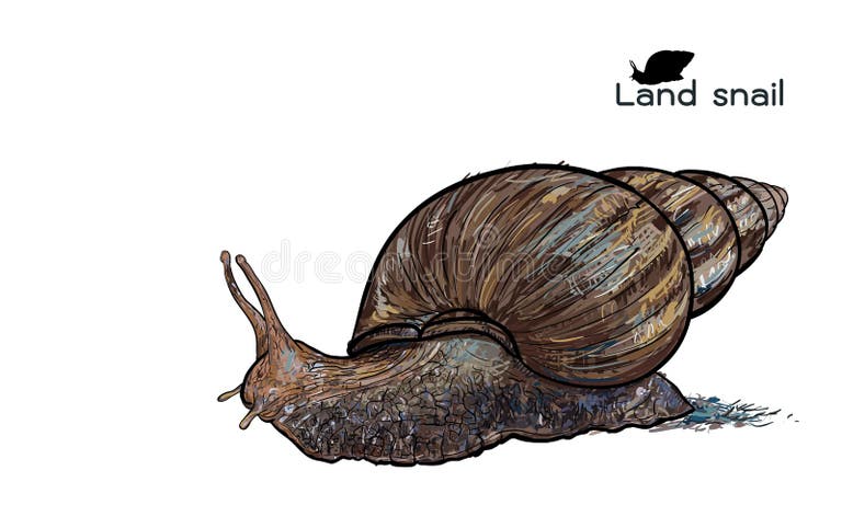 Land Snails Stock Illustrations – 416 Land Snails Stock Illustrations ...