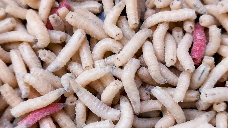 Crawling Maggots Close Up stock footage. Video of nature - 143324496