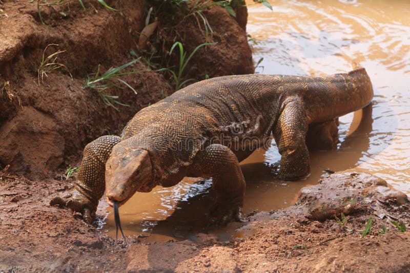 Crawling in the mud stock image. Image of long, predator - 304752225