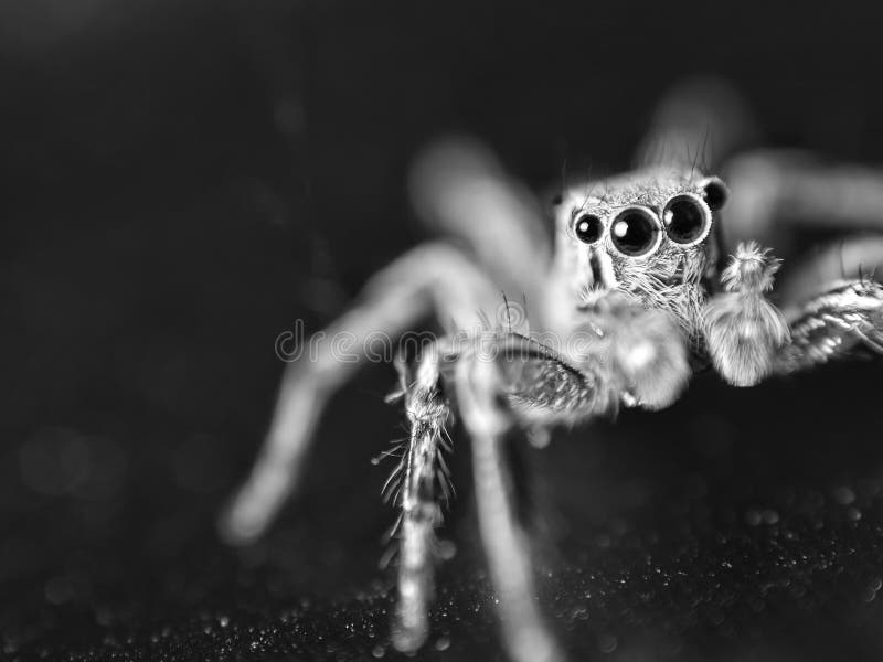 Crawling out stock image. Image of black, eyes, arthropod - 61658425