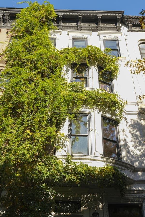 Crawling plants stock image. Image of residential, green - 201603199