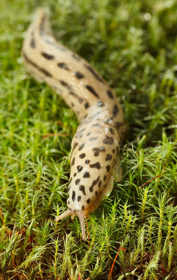 Crawling slug stock image. Image of milky, gastropod - 71078109