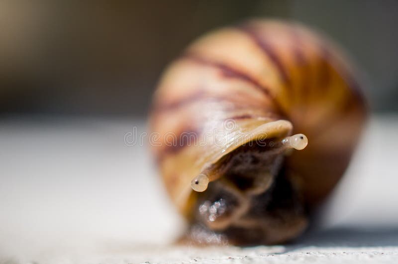 Crawling Garden Snail on the Ground Stock Image - Image of animal ...