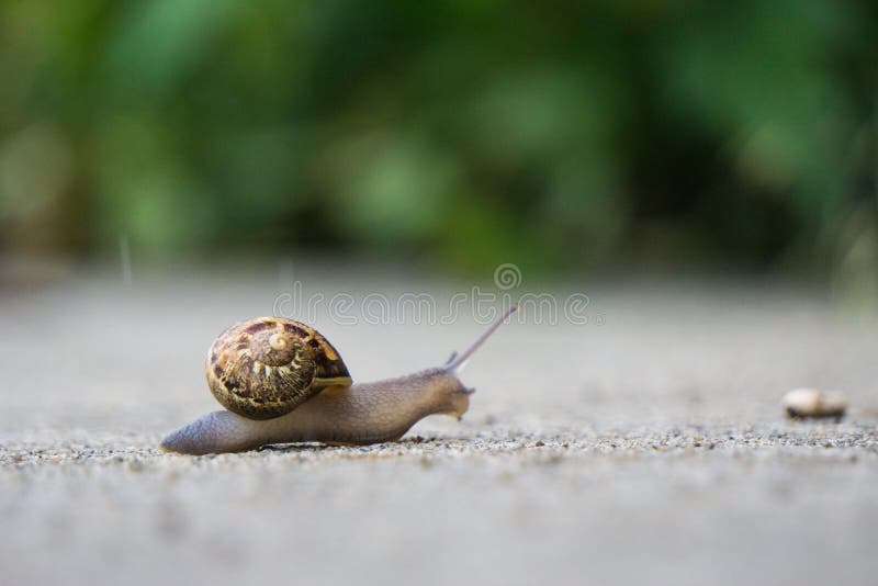 Crawling snail stock image. Image of green, sidewalk - 71818135