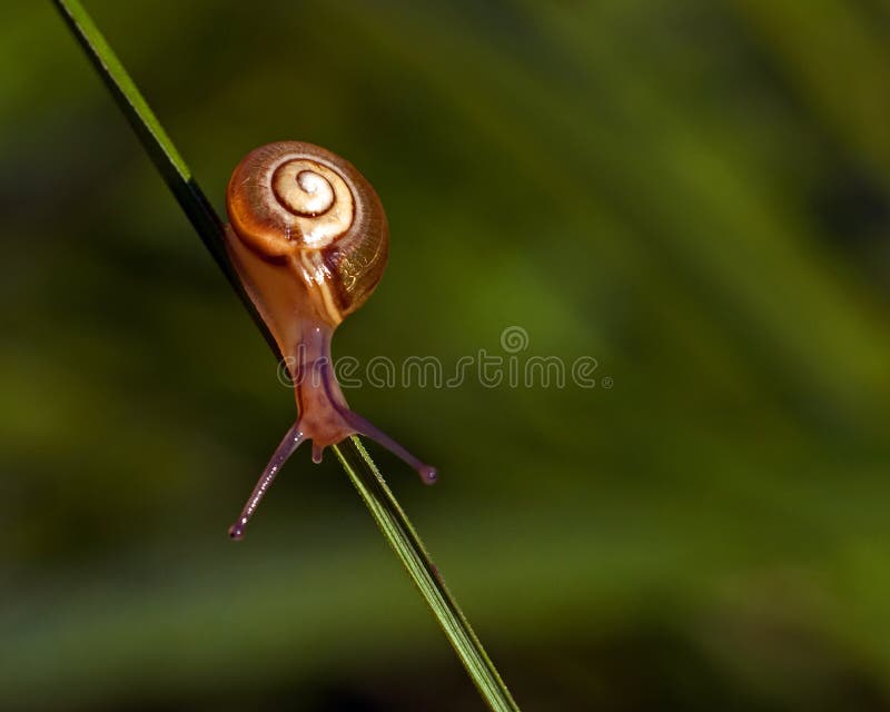Crawling snail stock image. Image of discovery, close - 46247161