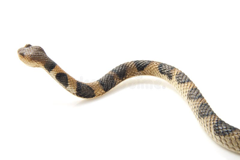 Crawling snake stock photo. Image of constrictor, doctor - 20311940
