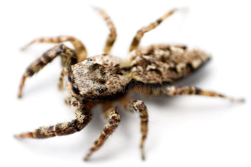 Crawling Spider (Top View) stock image. Image of hunt, creep - 830833