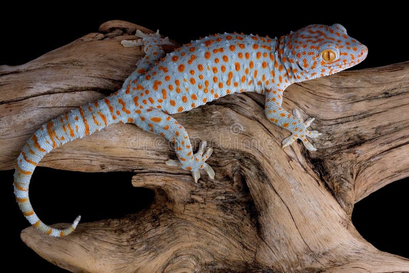 Crawling tokay gecko stock image. Image of animal, predator - 10102711