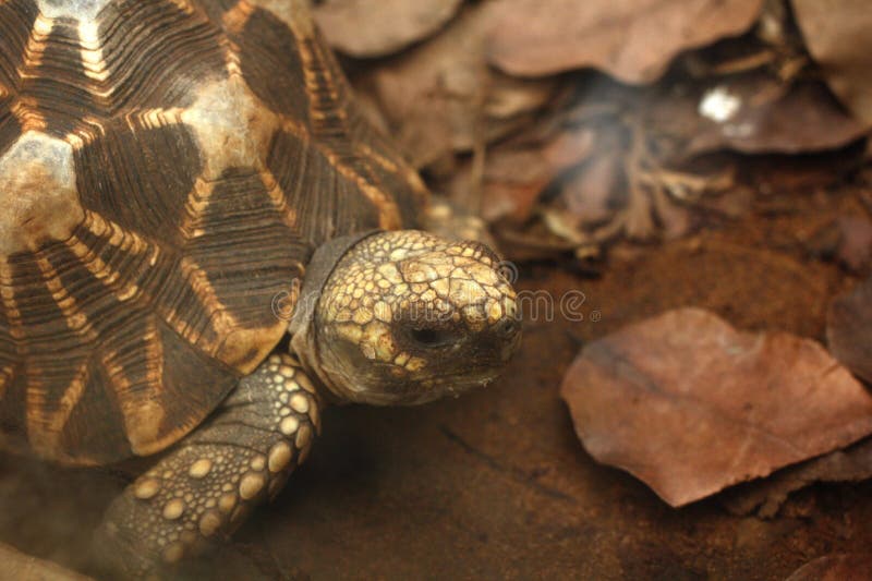 Crawling tortoise stock photo. Image of hermanni, reptilian - 35080316