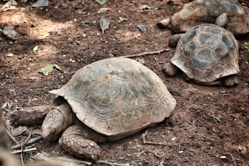 Crawling tortoise stock image. Image of reptilian, motion - 35404549
