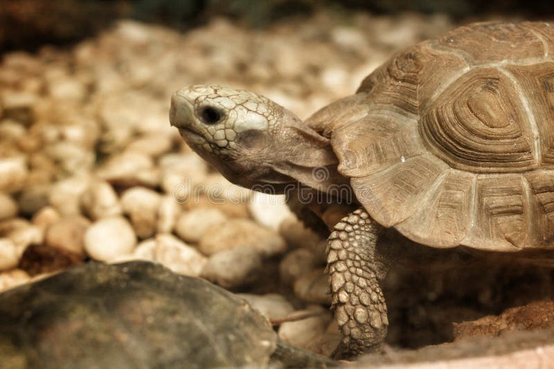 Crawling tortoise stock photo. Image of exotic, climate - 35404636