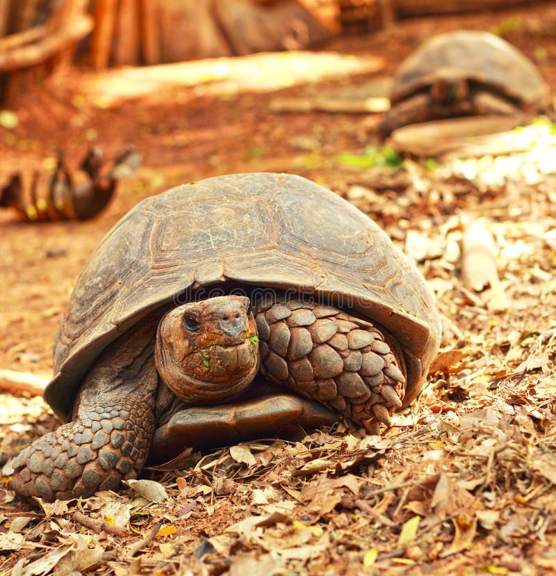 Crawling Tortoise in the Nature Stock Image - Image of horizontal ...