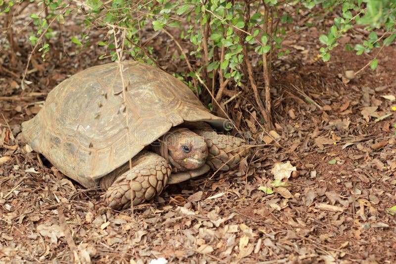 Crawling Tortoise in the Nature Stock Image - Image of reptilian ...