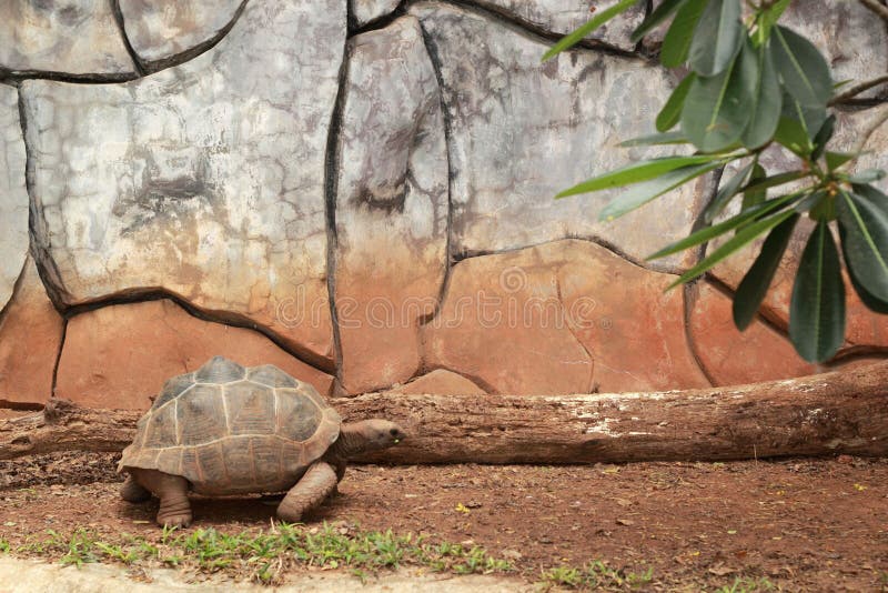 Crawling Tortoise in the Nature Stock Image - Image of reptile, adult ...