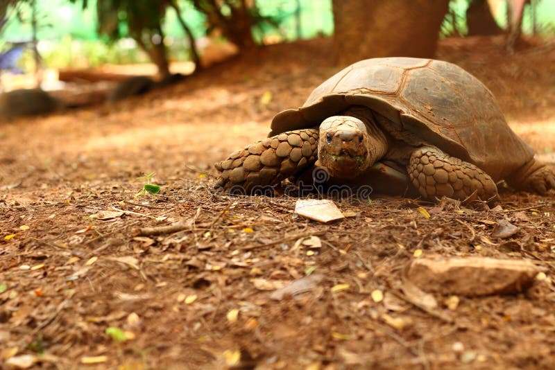 Crawling Tortoise in the Nature Stock Photo - Image of calm, fauna ...