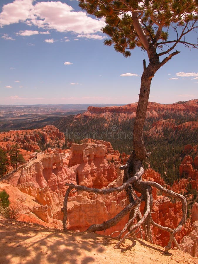 Crawling Tree stock photo. Image of juniper, green, tree - 148706