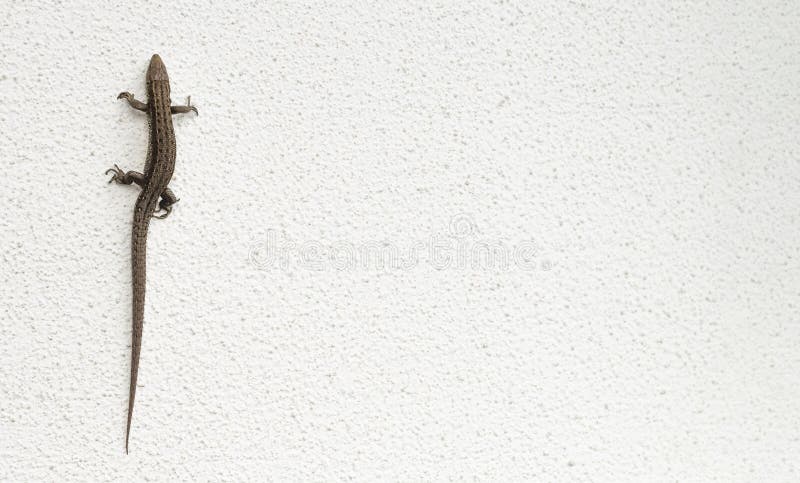 Lizard climbing stock photo. Image of reptile, wall - 246872874