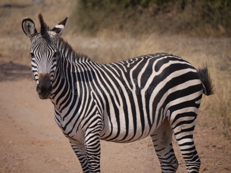 Maneless-Zebra (Equus Quagga Borensis) Stockfoto - Bild von säugetiere ...