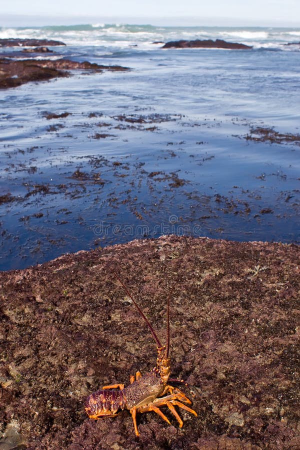 Crayfish 03 stock photo. Image of outdoors, pool, crawfish - 10646484
