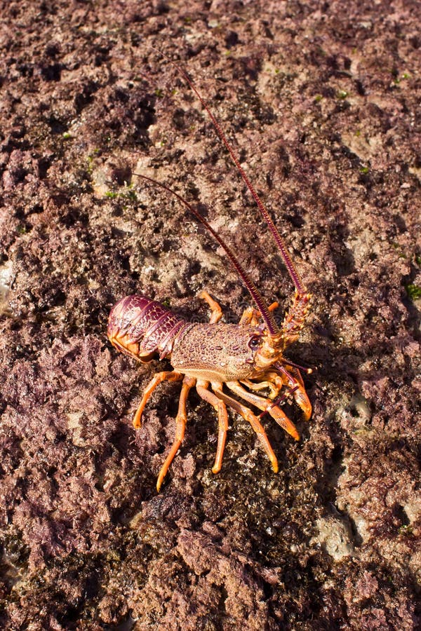 201 Zealand Crayfish Stock Photos - Free & Royalty-Free Stock Photos ...