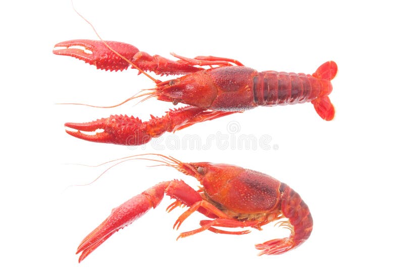 Crayfish stock image. Image of crayfish, arthropod, claw - 10349573