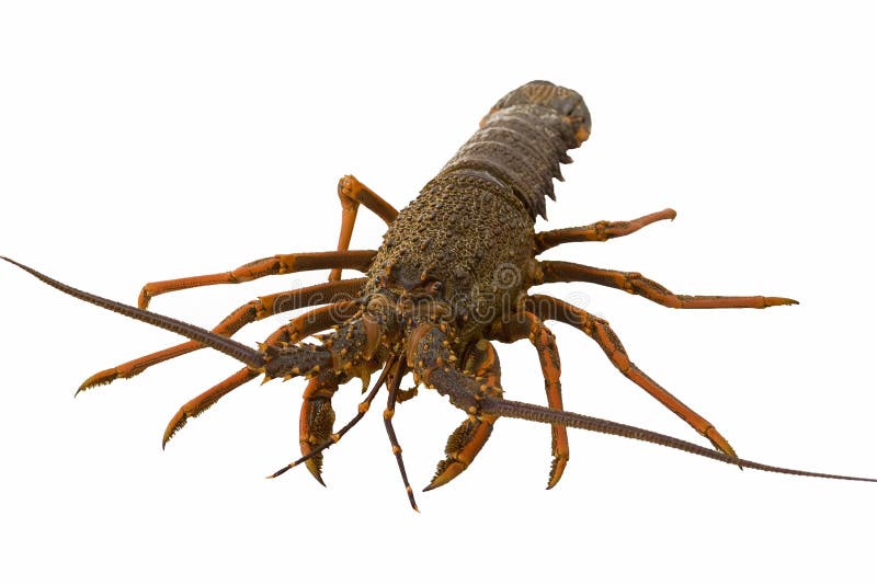 Crayfish Spiney Rock Lobster Stock Photo - Image of prehistoric, spiney ...