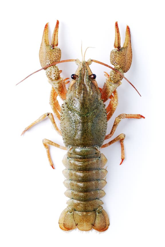 33,081 Crayfish Phototaxis Stock Photos - Free & Royalty-Free Stock ...