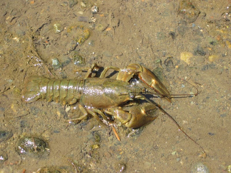 Alabama Crawfish - Crawdad - Cambarellus Diminutus Stock Image - Image ...