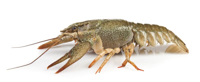 Crawfish In Defensive Position Stock Photo - Image of white, lobster ...