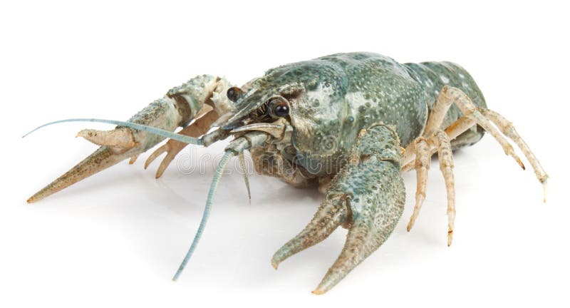 Blue crayfish stock photo. Image of side, arthropod, view - 2775644