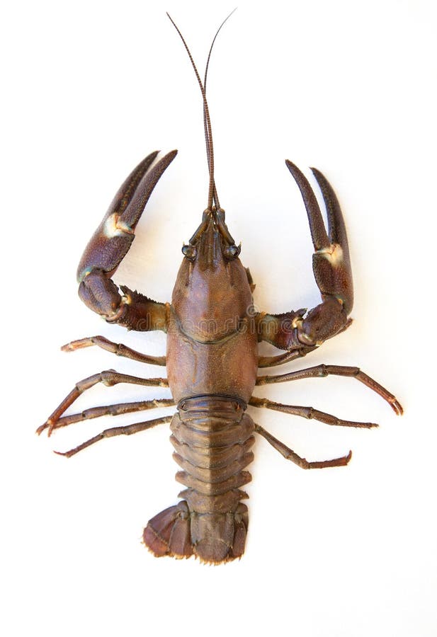 Gammarus Balcanicus (Amphipoda) a Small Crustacean Stock Photo - Image ...