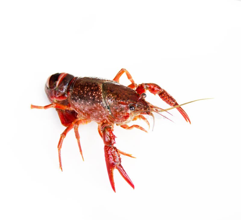 Crayfish stock image. Image of invertebrate, shell, seafood - 27131157