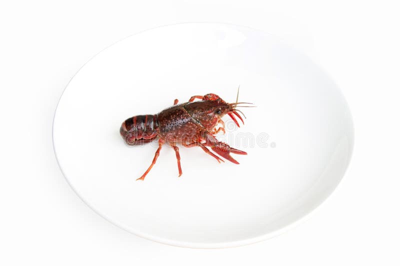 Crayfish stock image. Image of lobster, carapace, tentacle - 27131173