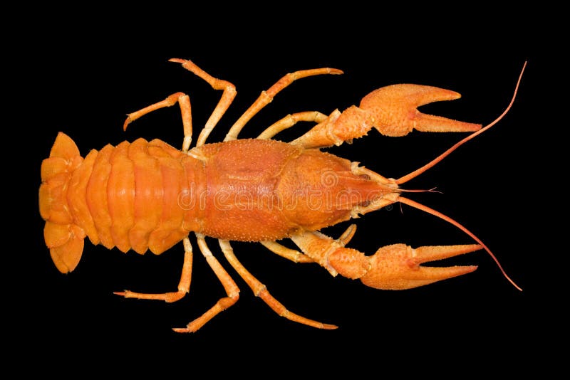 River Crayfish / Astacus Fluviatilis Stock Photo - Image of armor ...
