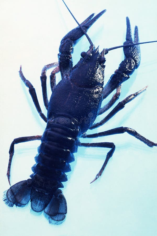 Crawdad stock image. Image of close, craw, blank, shell - 9483331