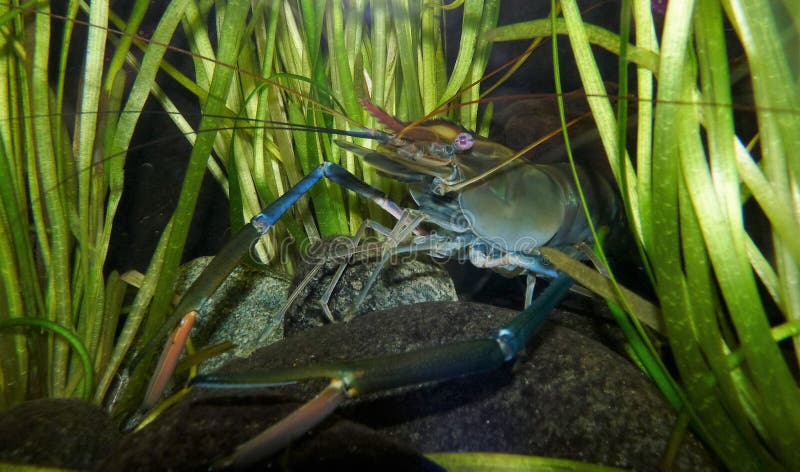 Crayfish stock photo. Image of grey, green, life, crayfish - 80313036
